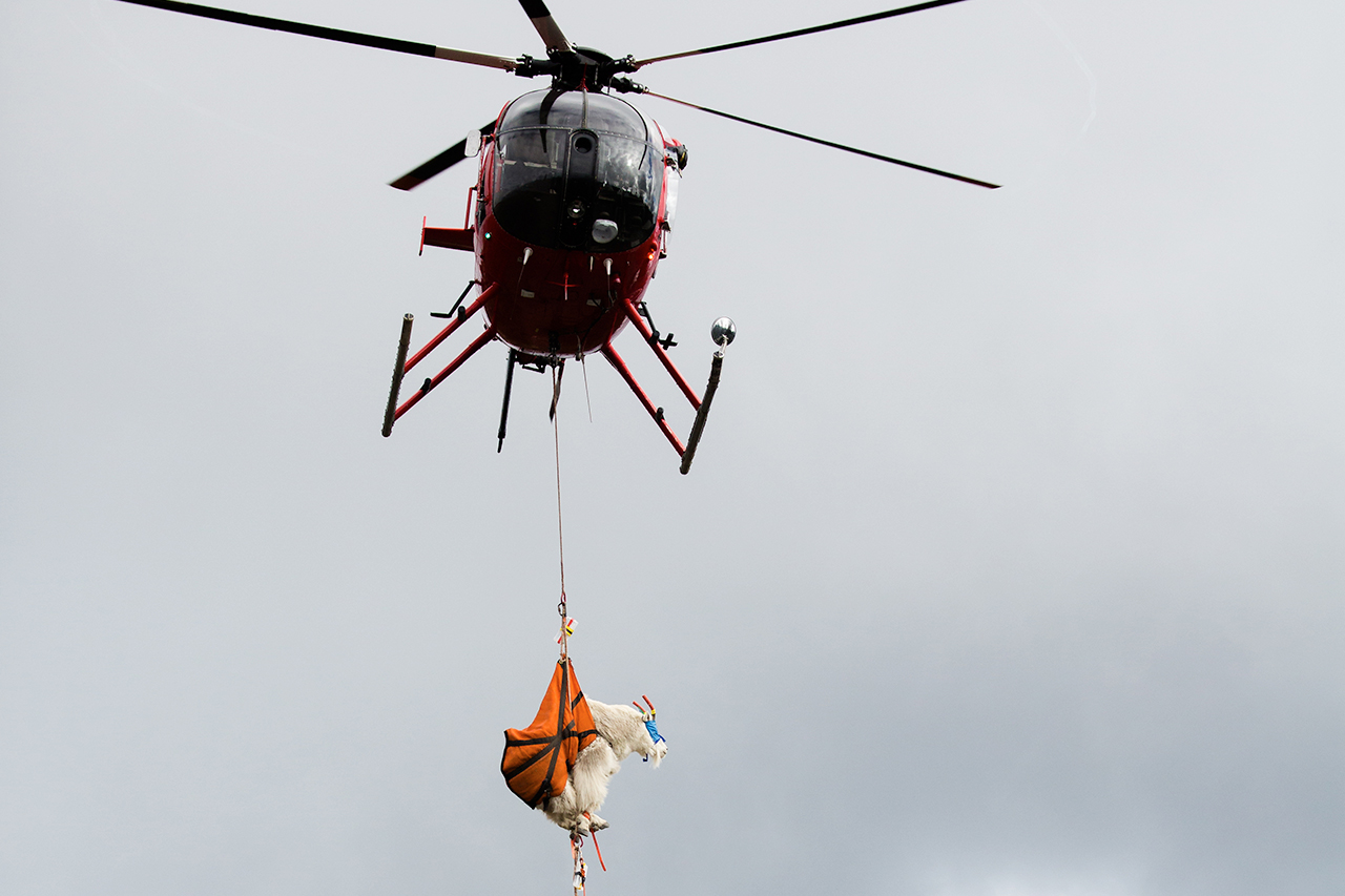 Opioid darts, helicopters, refrigerator trucks: How to move a goat from ...